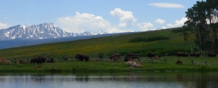 Bison in the Blue River Valley - Blue Valley Ranch : Blue Valley Ranch