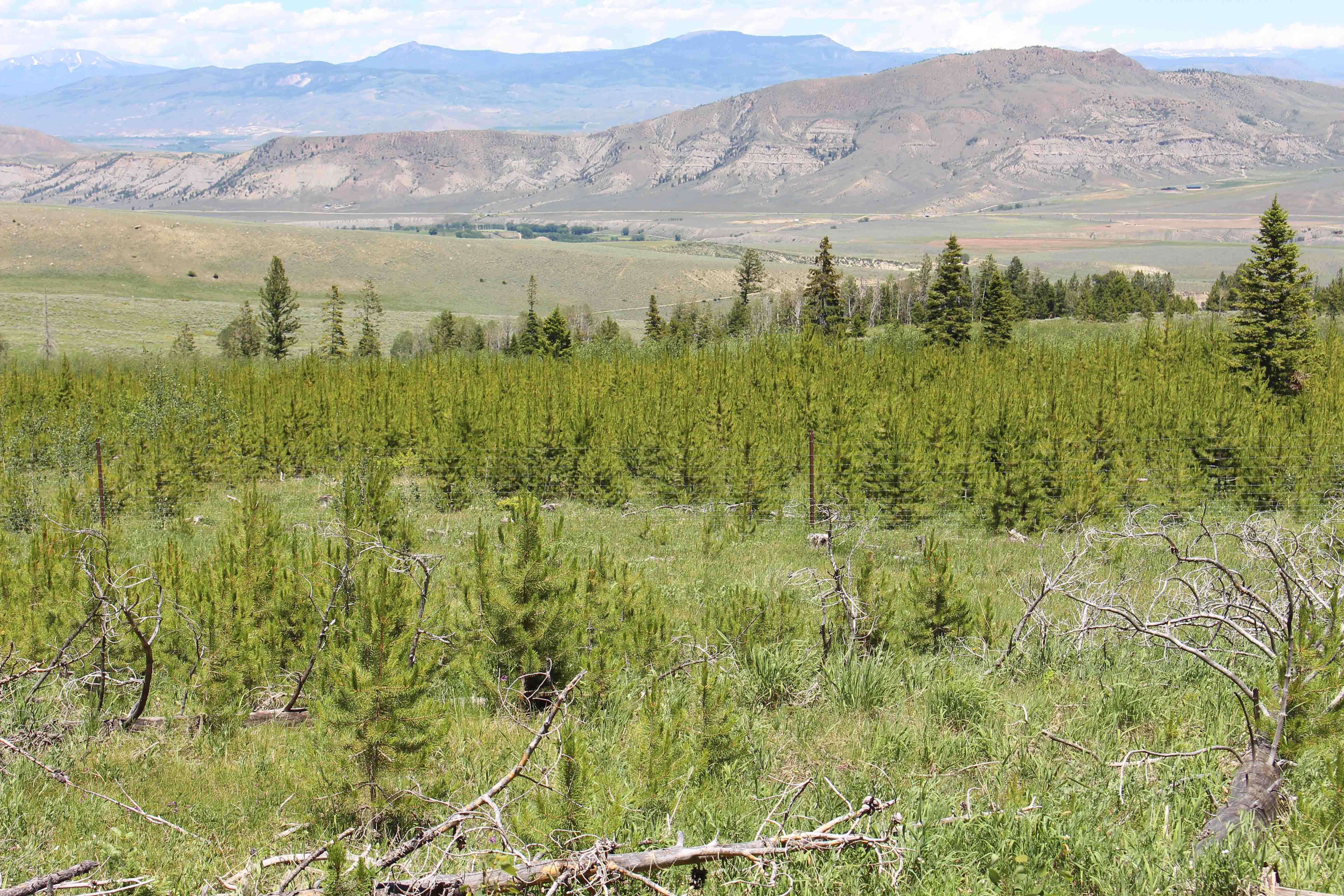 Repeat Photography: Forestry - Blue Valley Ranch : Blue Valley Ranch