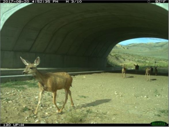 CO State Hwy 9 Project – Year 3 Progress Report - Blue Valley Ranch ...